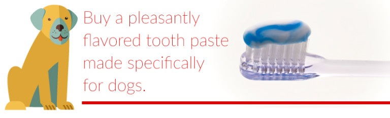 DIY Dog Washing & Grooming Guide | All Paws Pet Wash